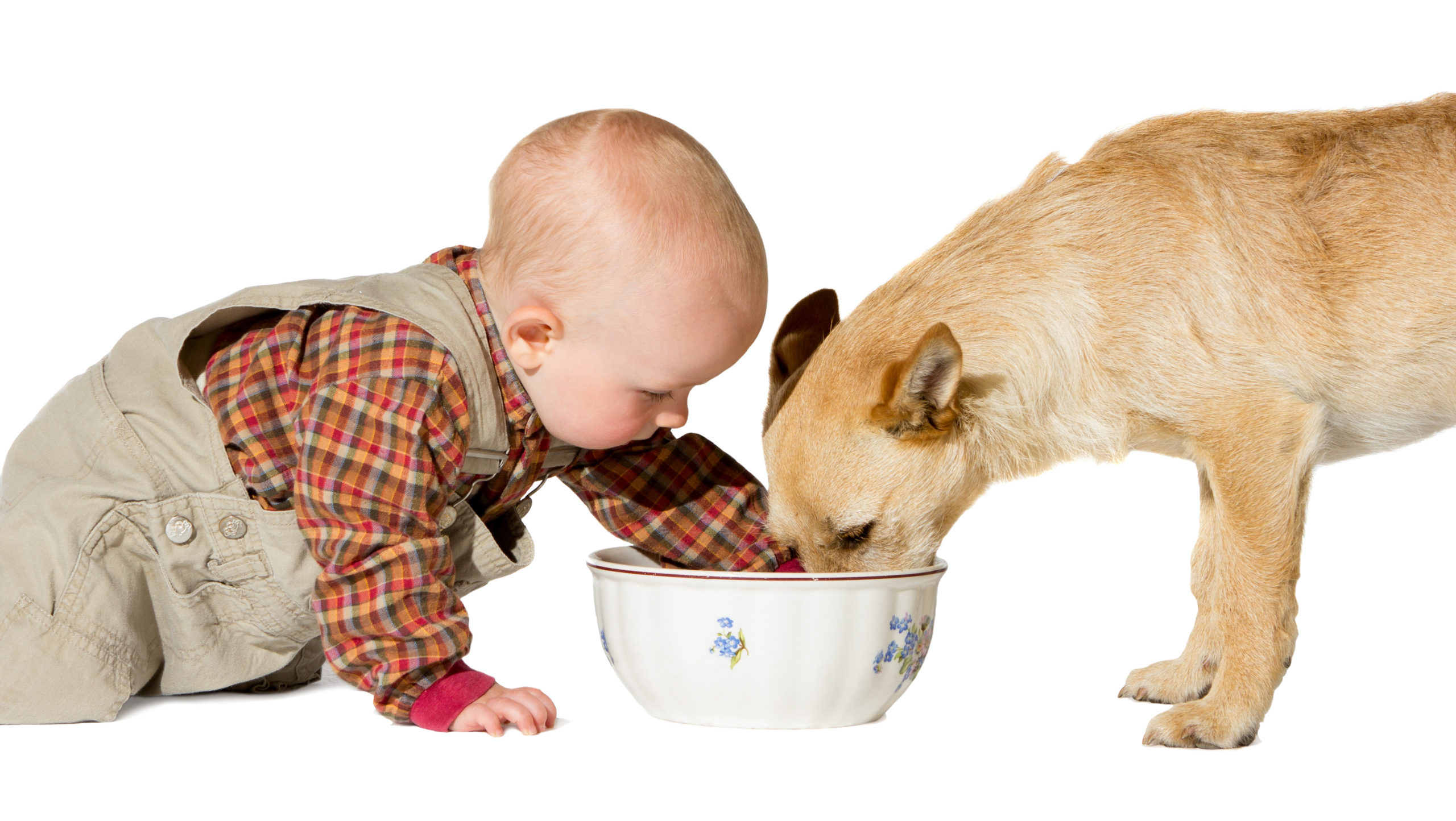 Is your dog behaving? - Westchester K-9